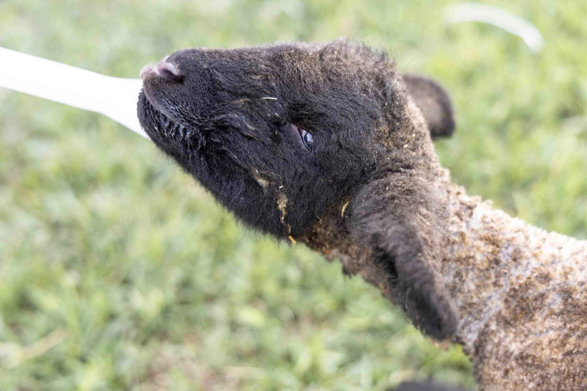 Essential Lambing Supplies: What You Need for Successful Births