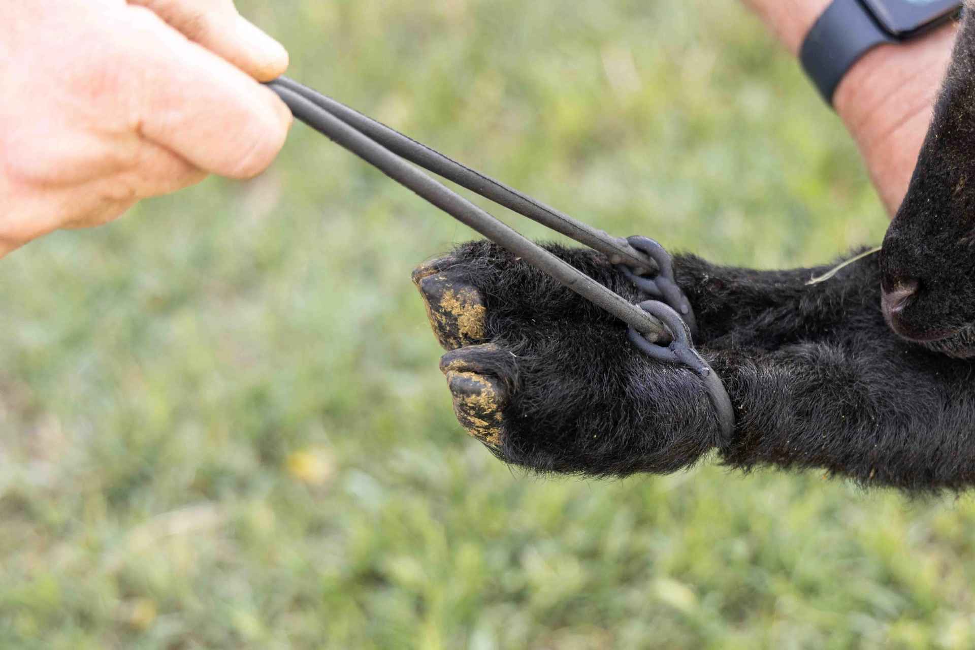 Essential Lambing Supplies: What You Need for Successful Births